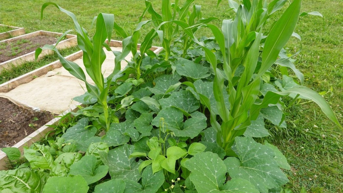 beans growing on corn