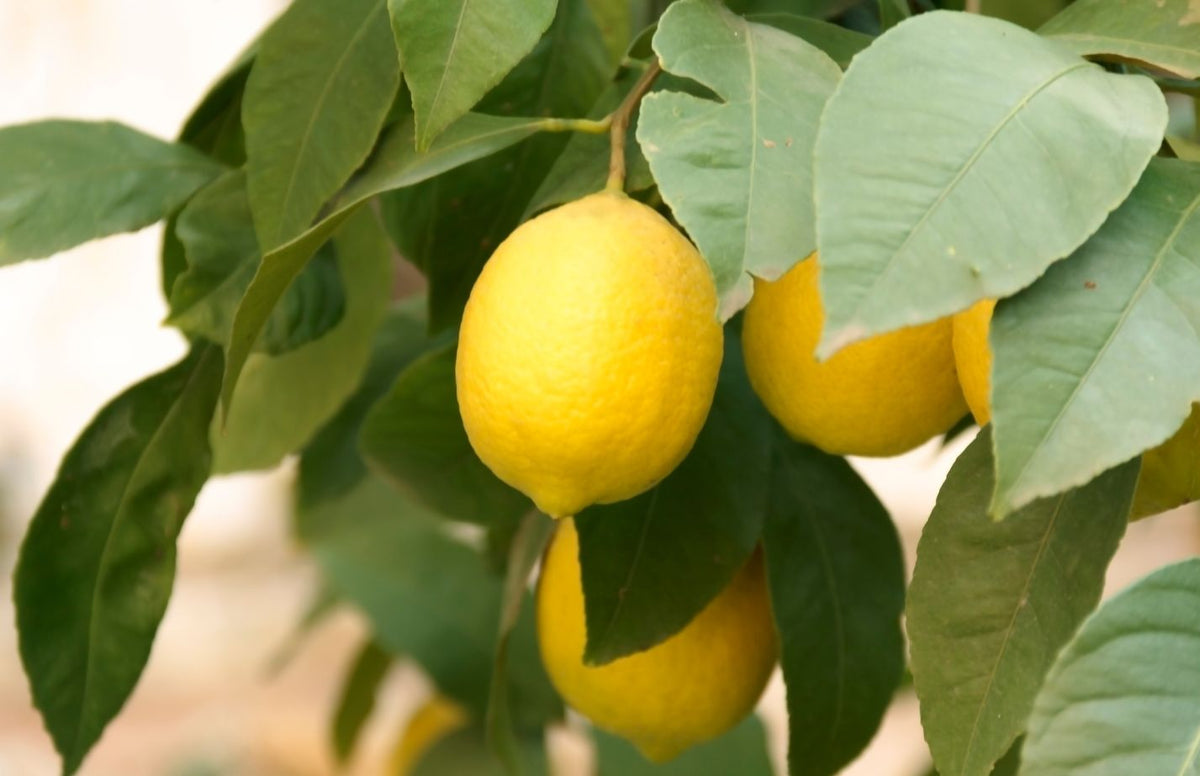 lemon tree ericaceous soil