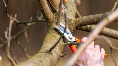 A Guide to Winter Fruit Bush Pruning & Fruit Tree pruning – Haxnicks