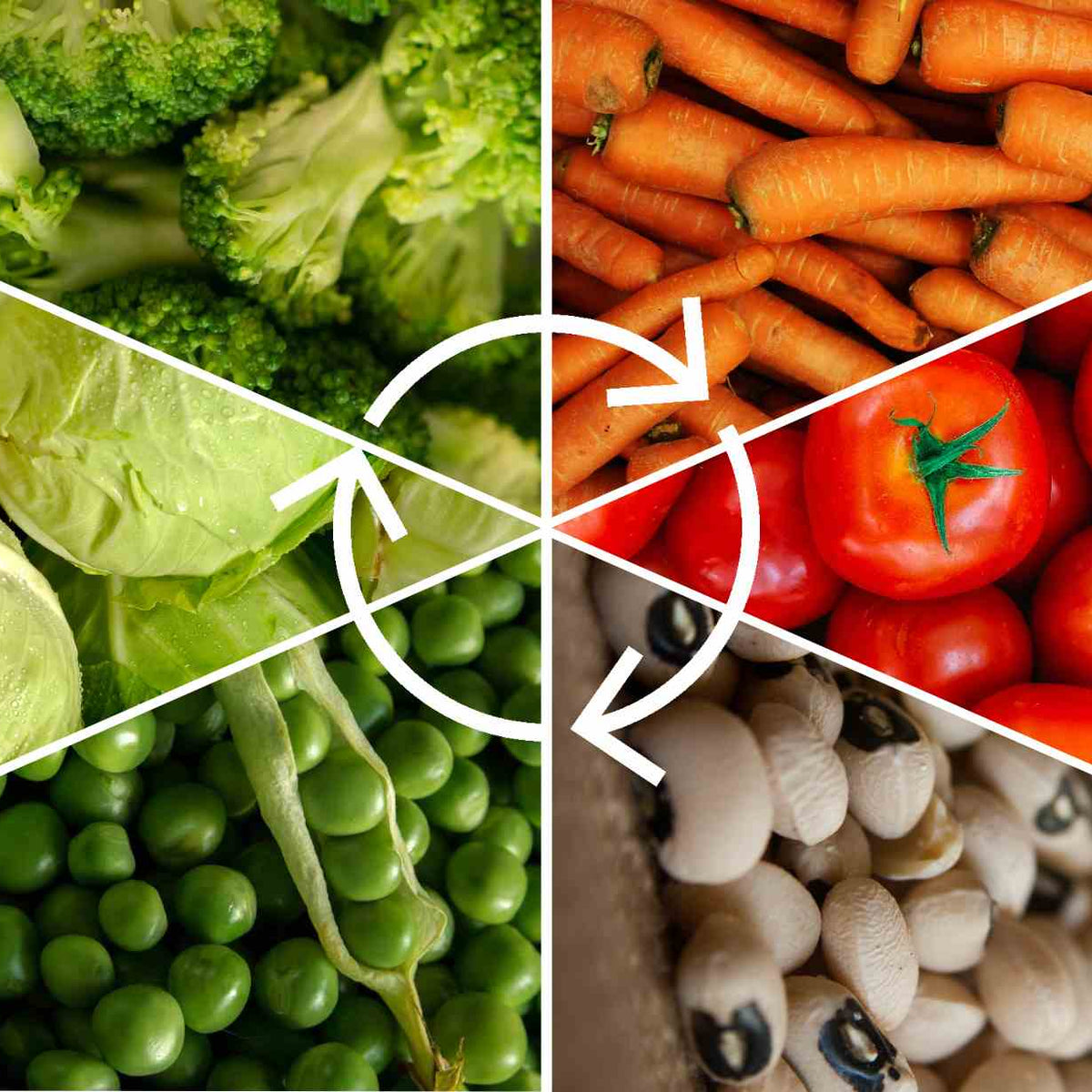 Beginners Guide to Crop Rotation in the Vegetable Garden – Haxnicks