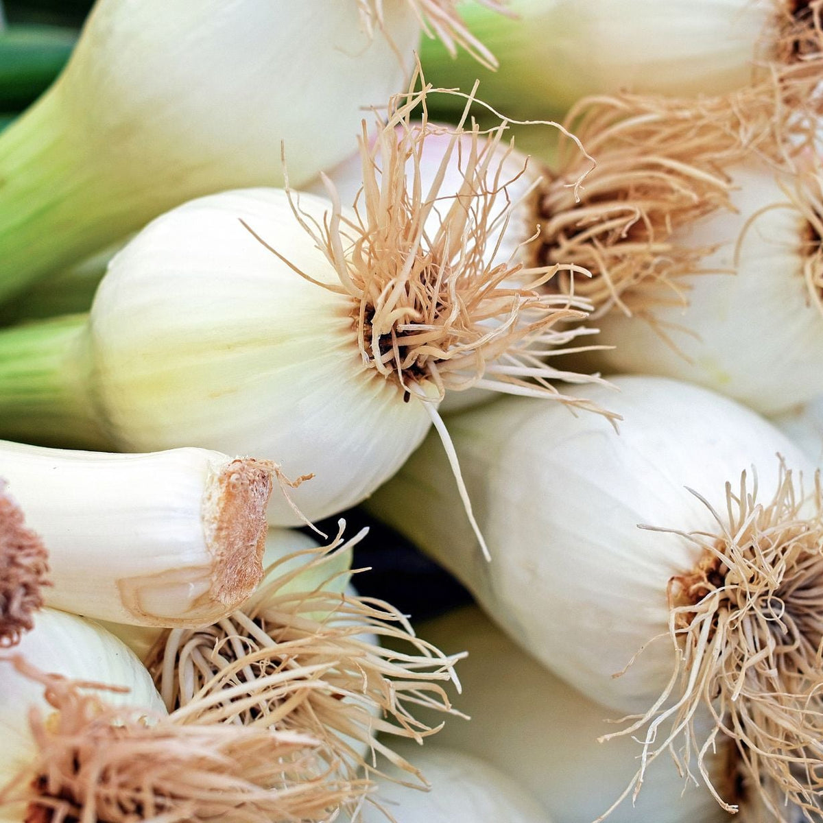 Grow at Home: Spring Onions or Scallions – Haxnicks