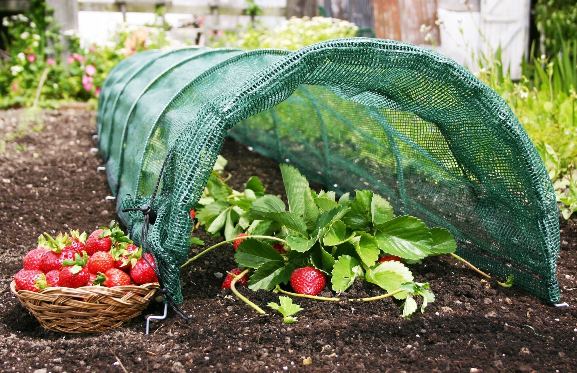 Pests to Pollinators: Shade Netting for Strawberries & Salad – Haxnicks