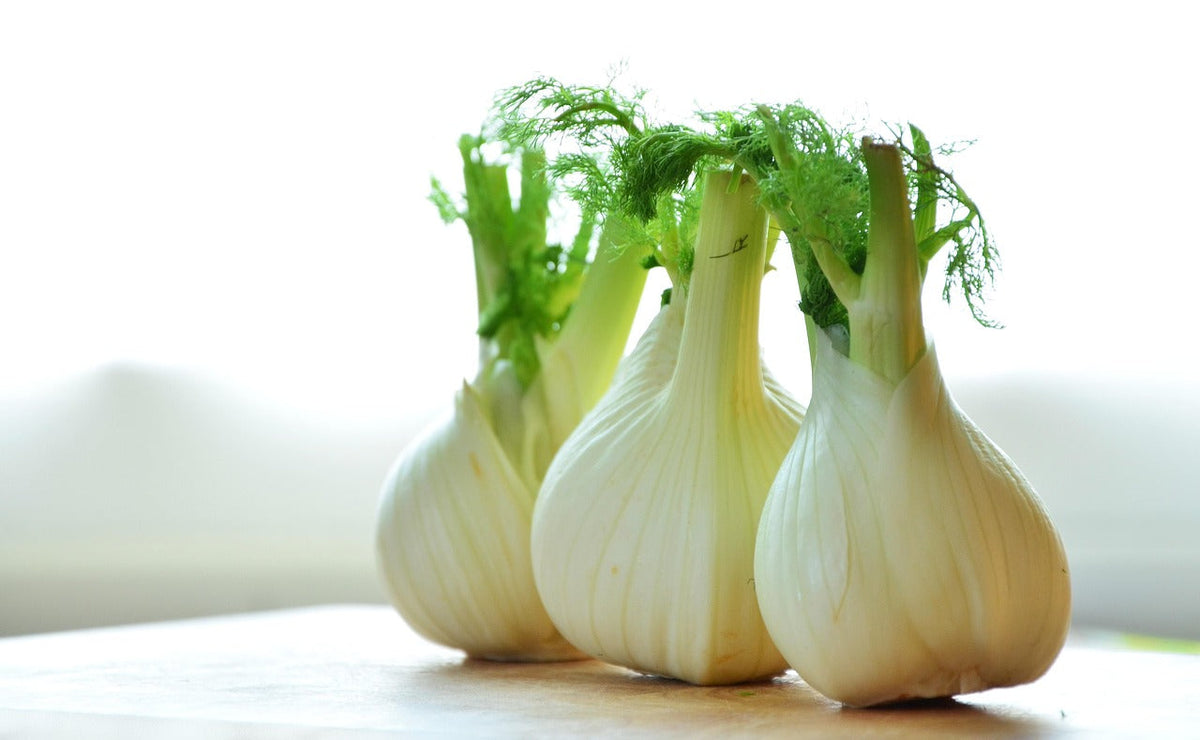 What are the 2 types of Fennel and how to grow them – Haxnicks