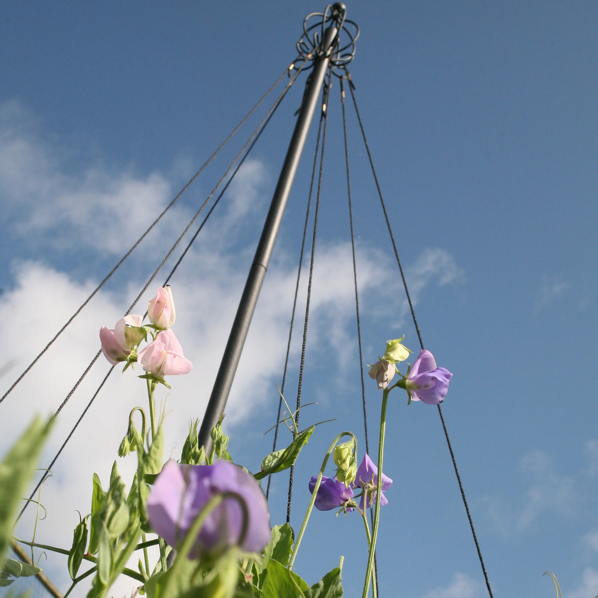 Garden decorative Maypole Plant Support – Haxnicks