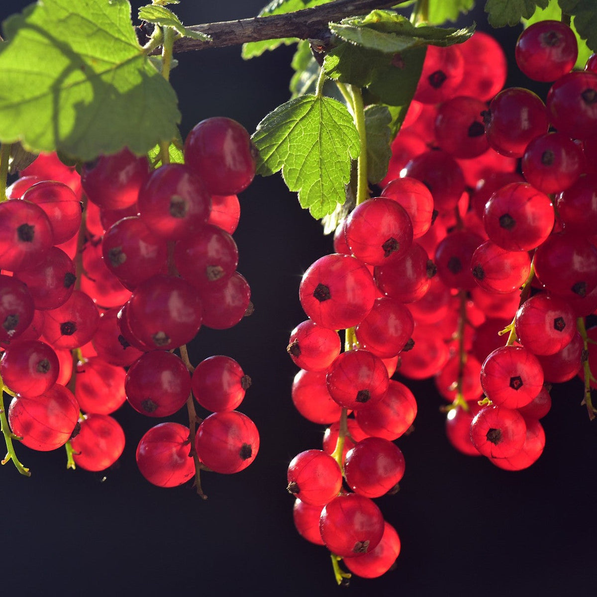 How to Grow Soft Fruits and perfect Currants – Haxnicks