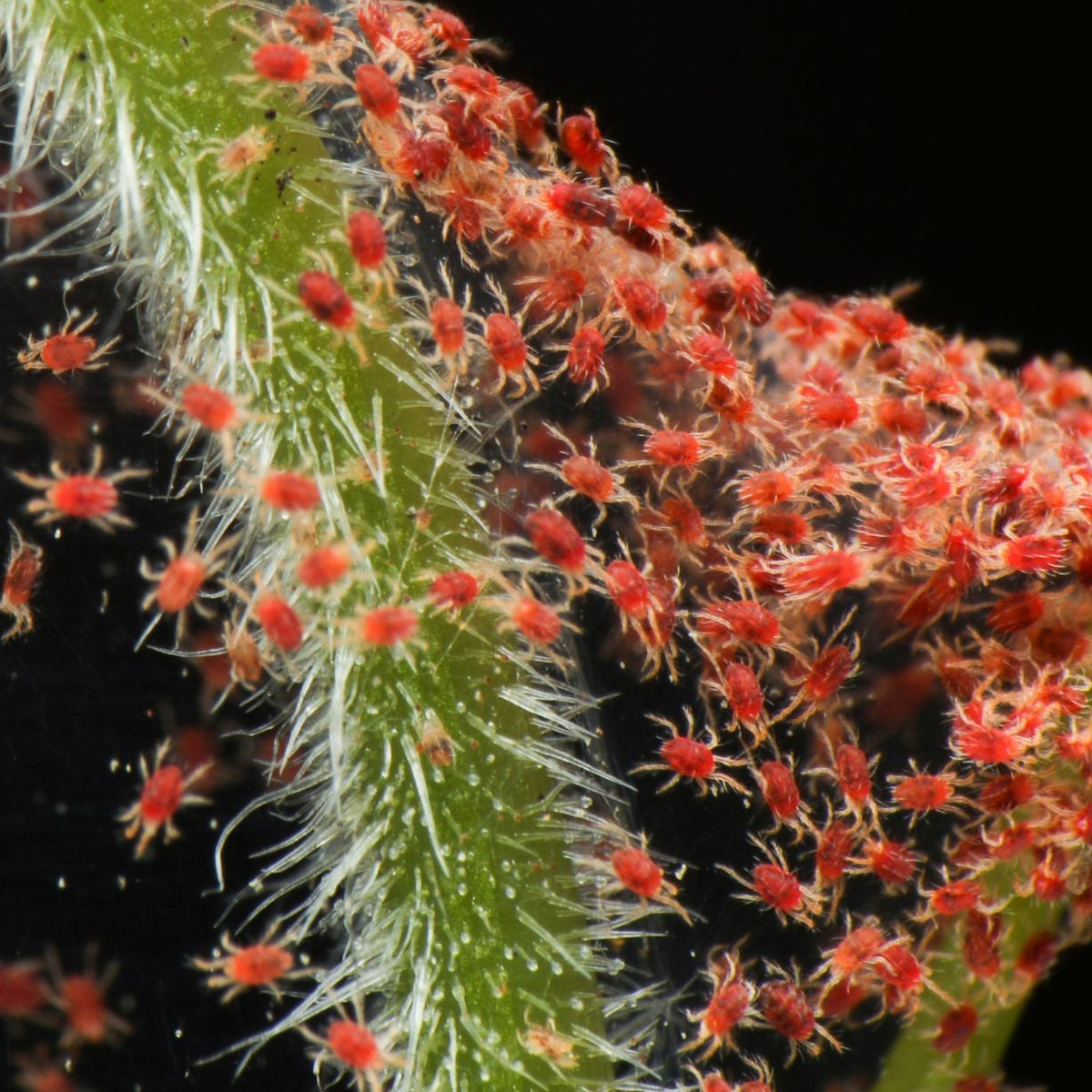 How to prevent and treat red spider mite – Haxnicks