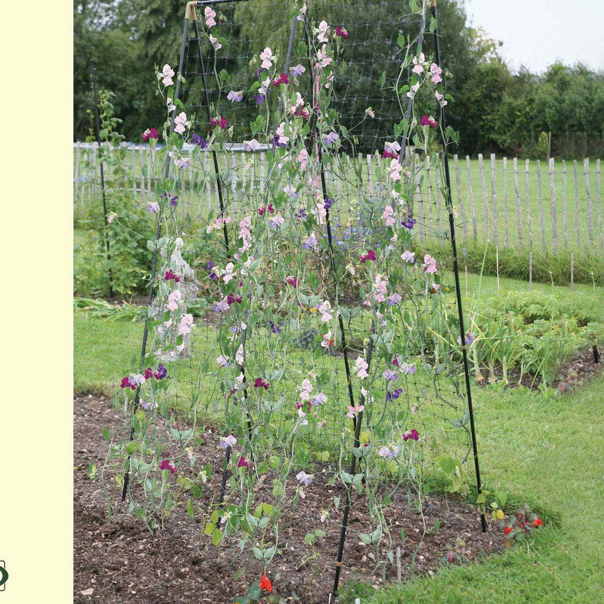 Product Bite: Steel Pea & Bean Frame growing beans – Haxnicks