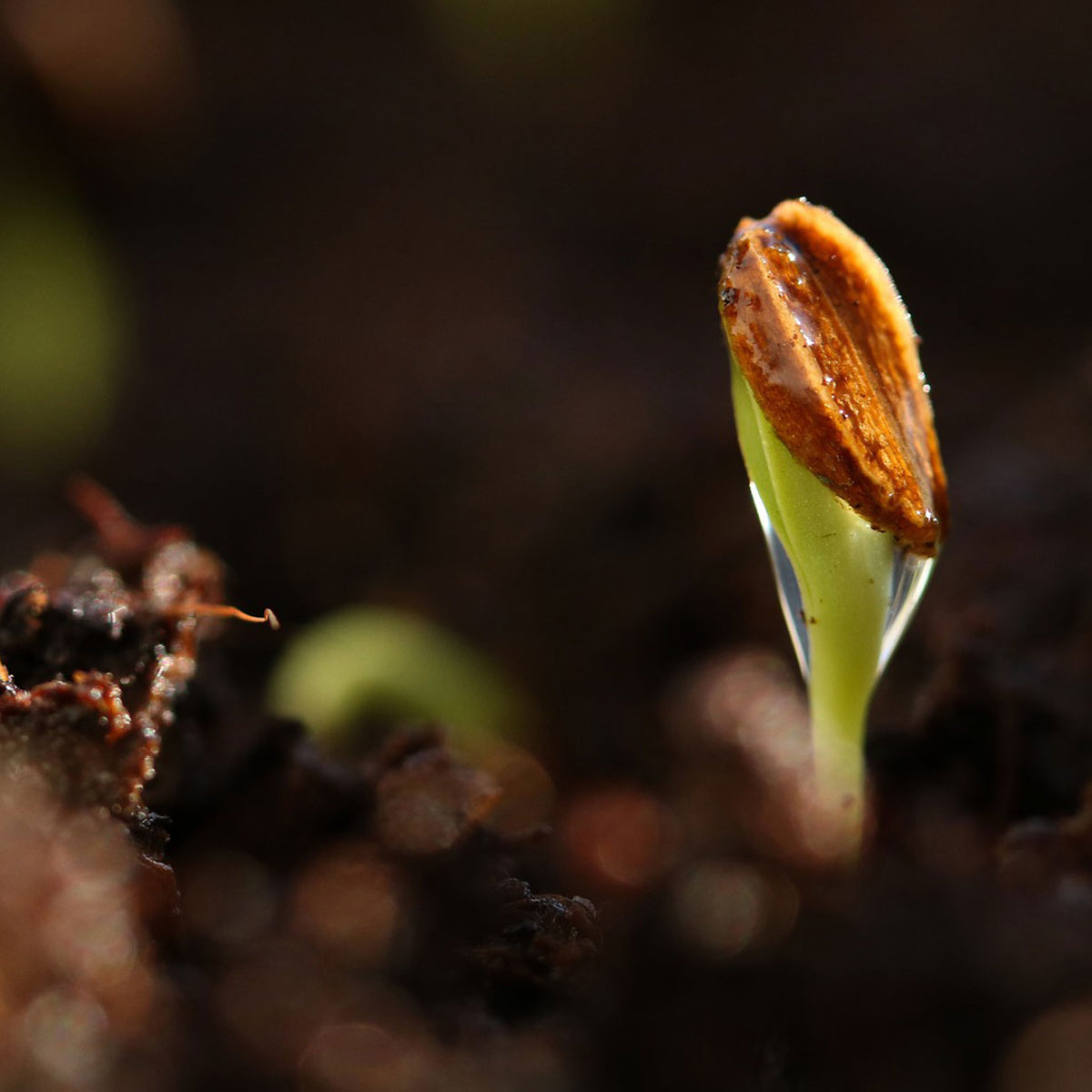 Gardening Tips and Tricks: Seed Germination – Haxnicks