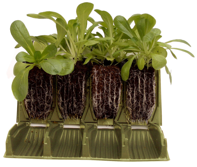 Rapid Rootrainers | Propagation | Haxnicks