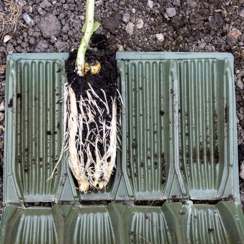 Deep Rootrainers | Plan Propagation | Seed Trays | Haxnicks
